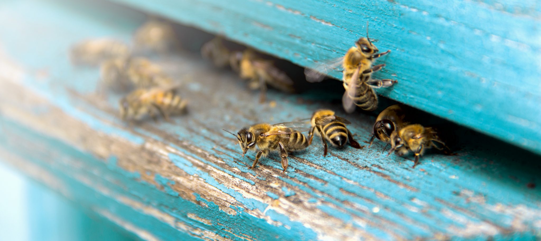 Eusocial Insects Meet Social Media - Backyard Beekeeping